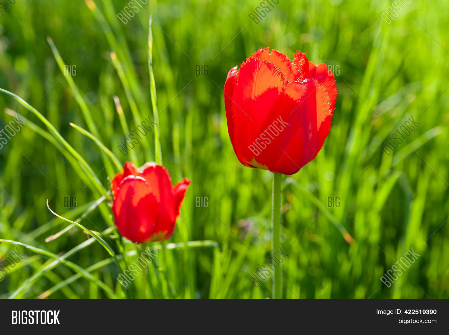 Two Red Tulips