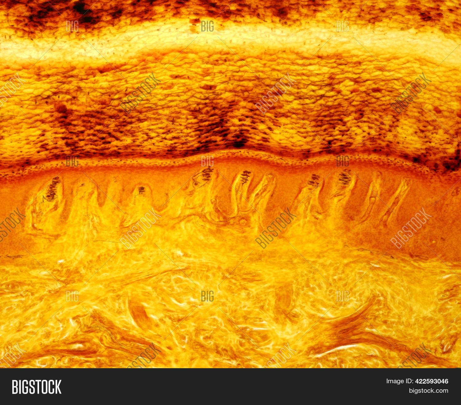 Low Magnification Image & Photo (Free Trial) | Bigstock