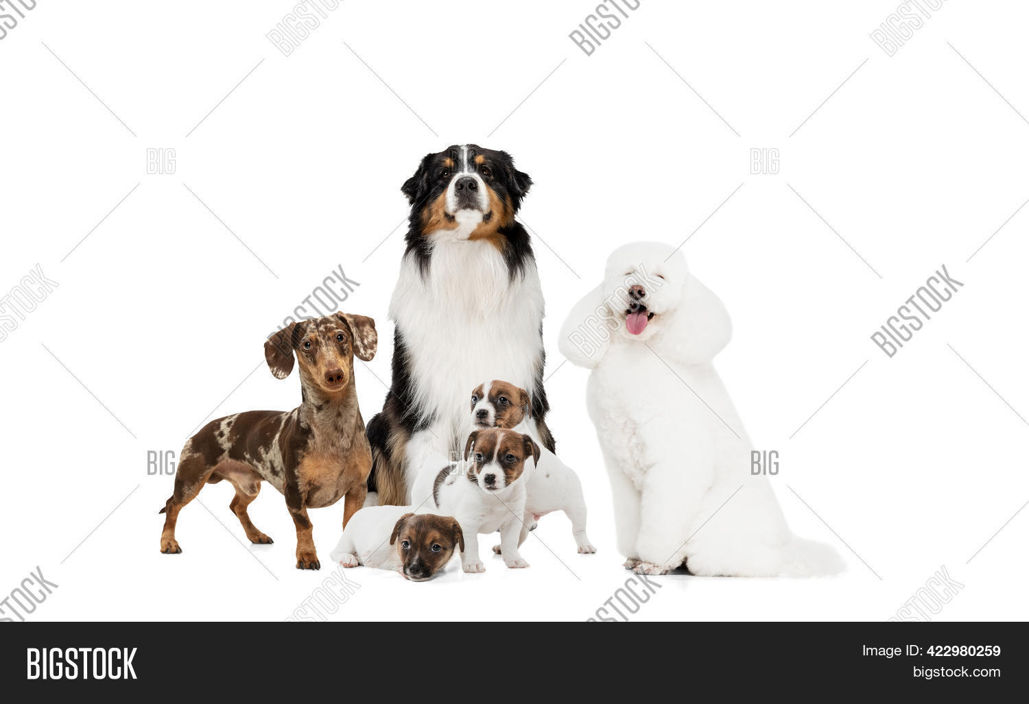 Art Collage Made Funny Image & Photo (Free Trial) | Bigstock