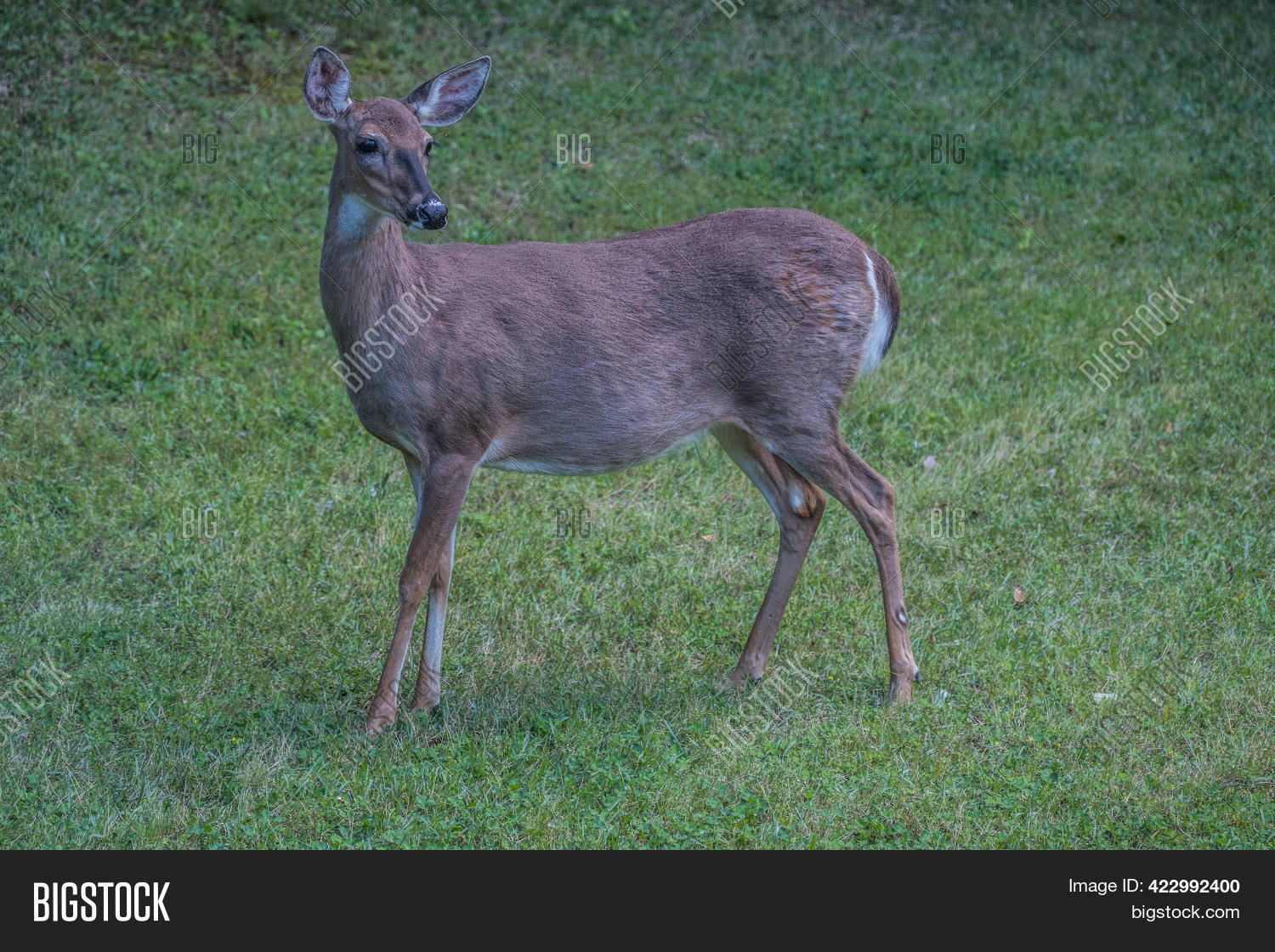 Pregnant Doe Standing Image & Photo (Free Trial) | Bigstock