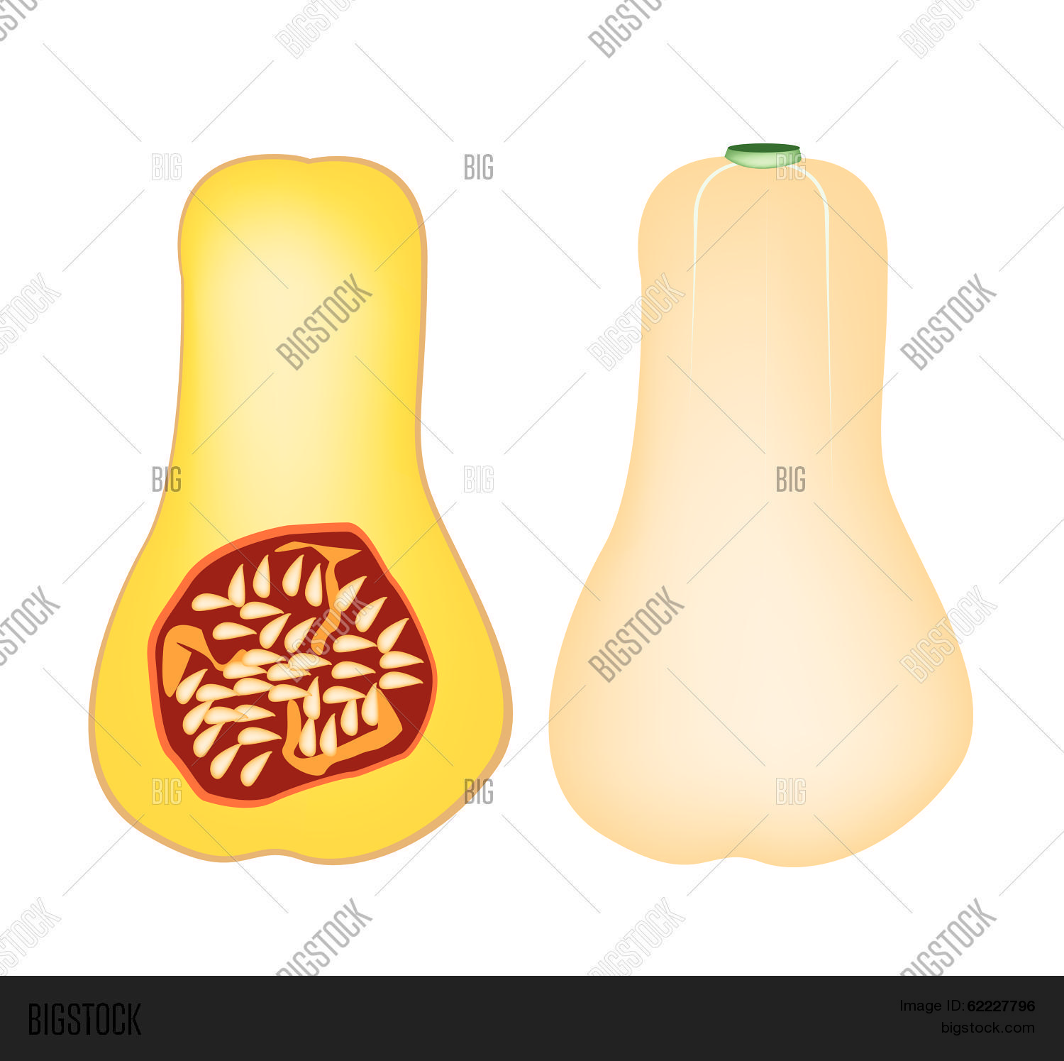 Two Butternut Squash Vector & Photo (Free Trial) | Bigstock