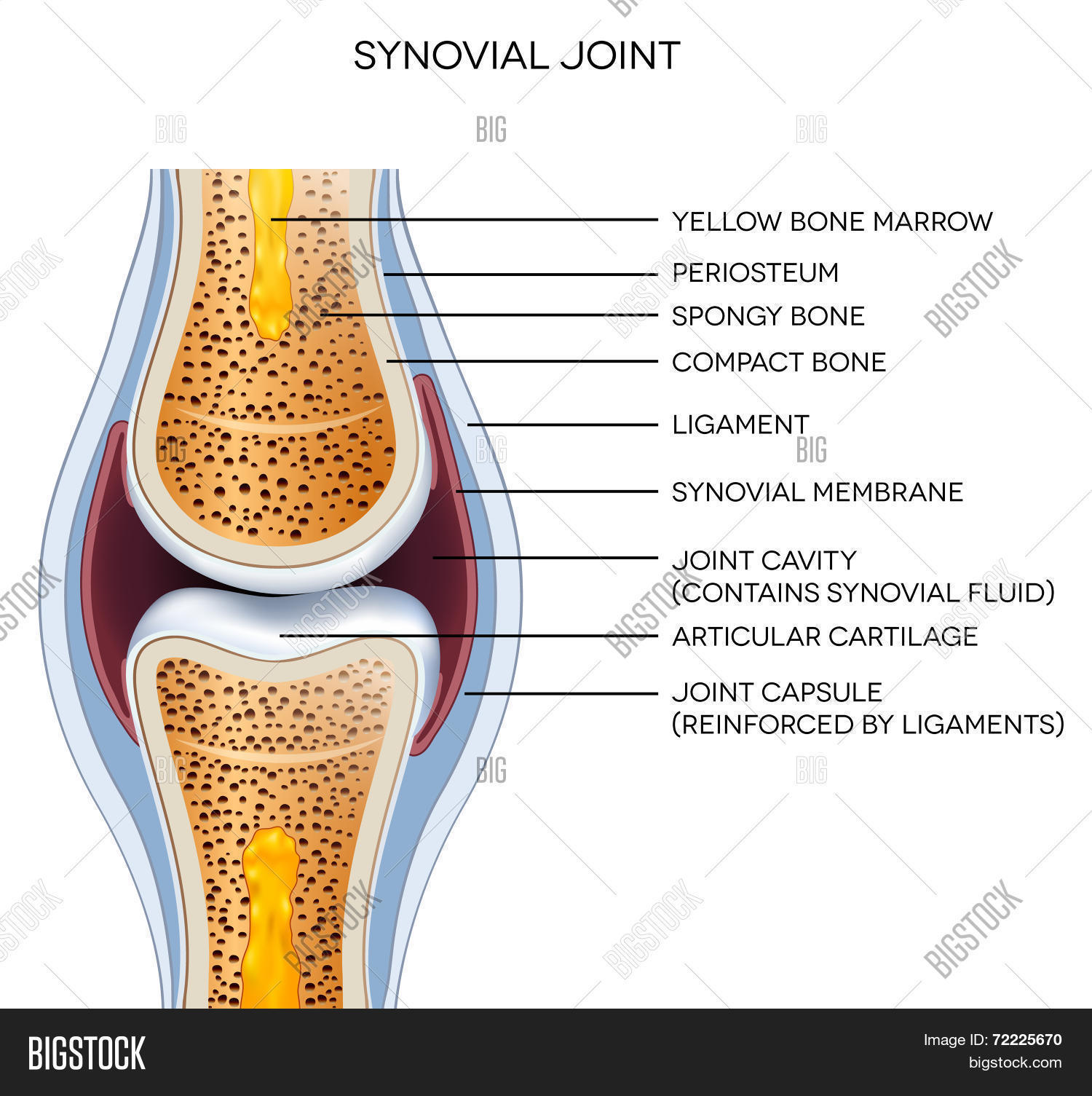 Labeled Joint Anatomy Vector & Photo (Free Trial) | Bigstock