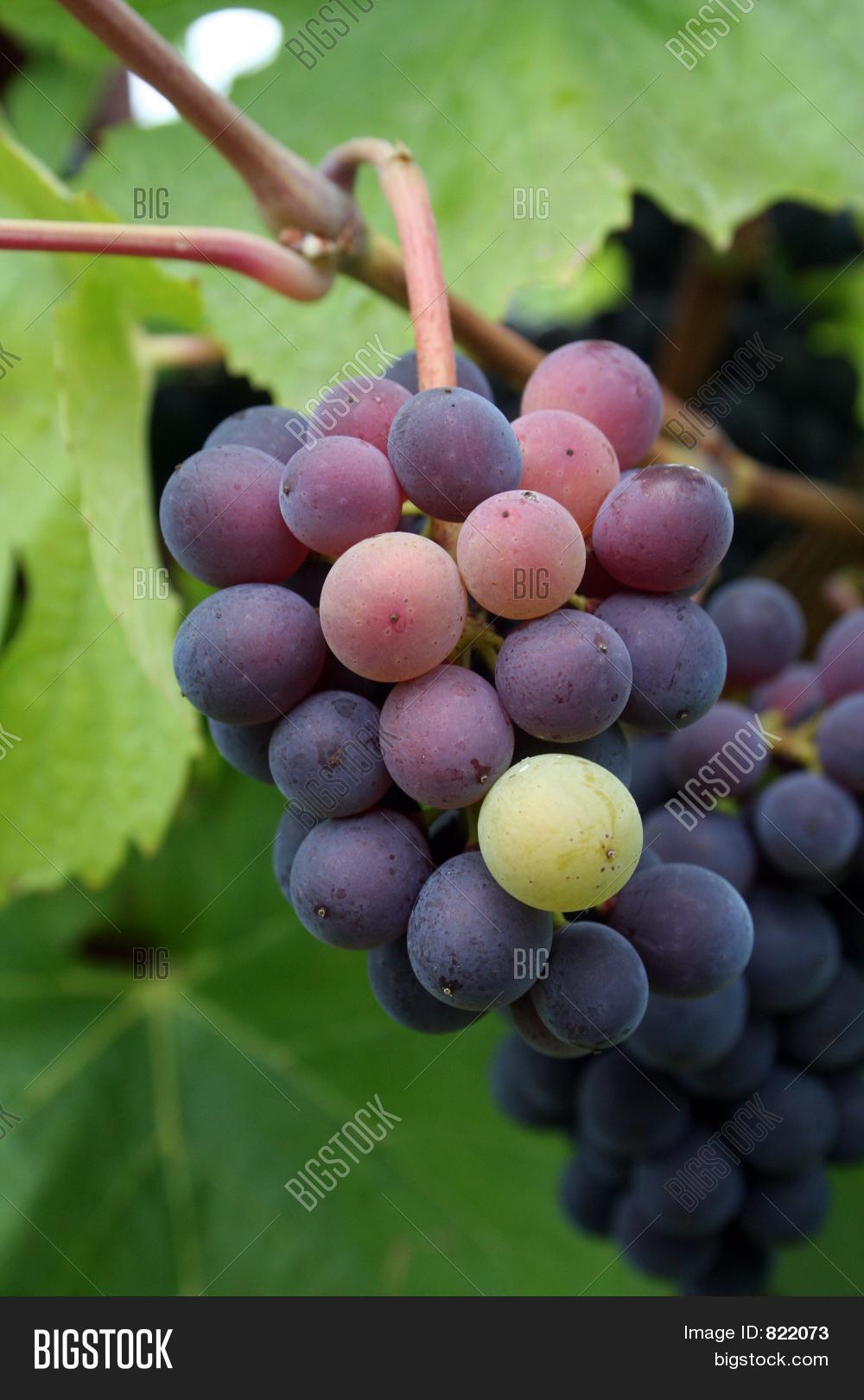 Small Grape Cluster Image & Photo (Free Trial) | Bigstock