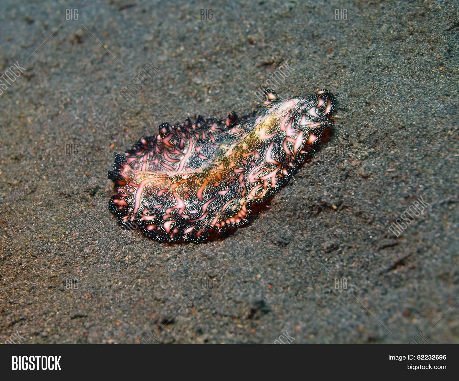 Flatworm Image & Photo (Free Trial) | Bigstock
