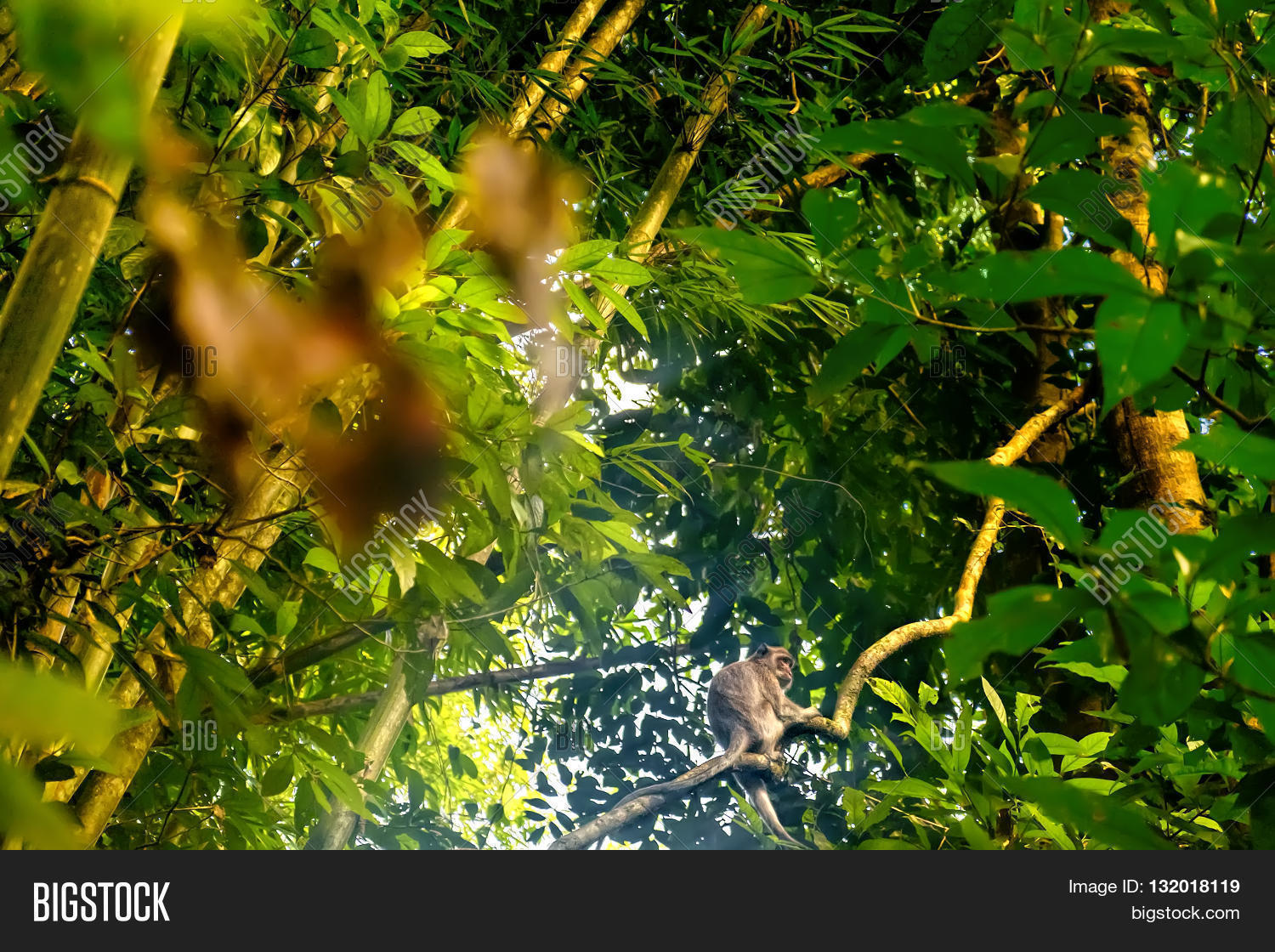 Japanese Macaque Facts Diet Habitat Pictures On Japanese Macaque Animal ...