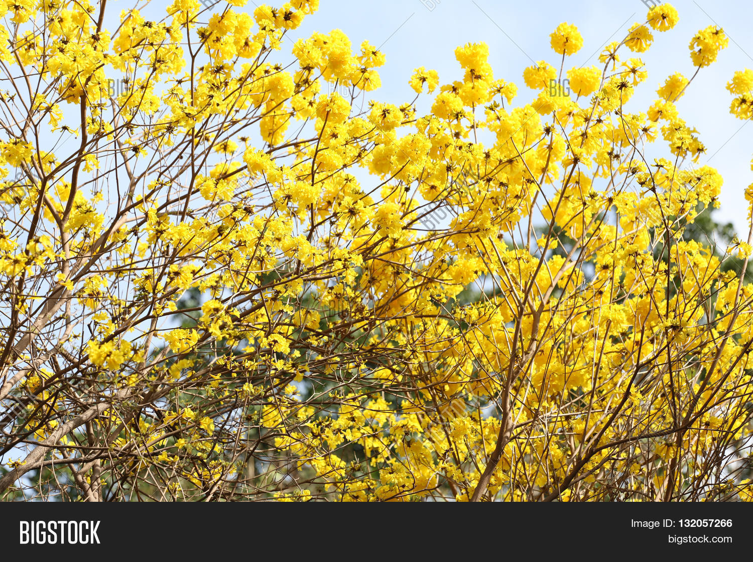 Tabebuia Spectabilis Image & Photo (Free Trial) | Bigstock
