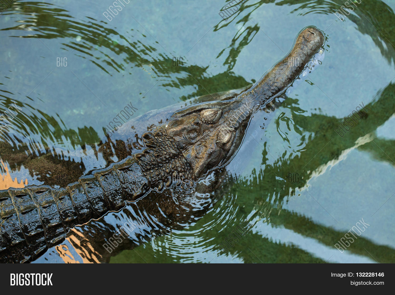 False Gharial ( Image & Photo (Free Trial) | Bigstock