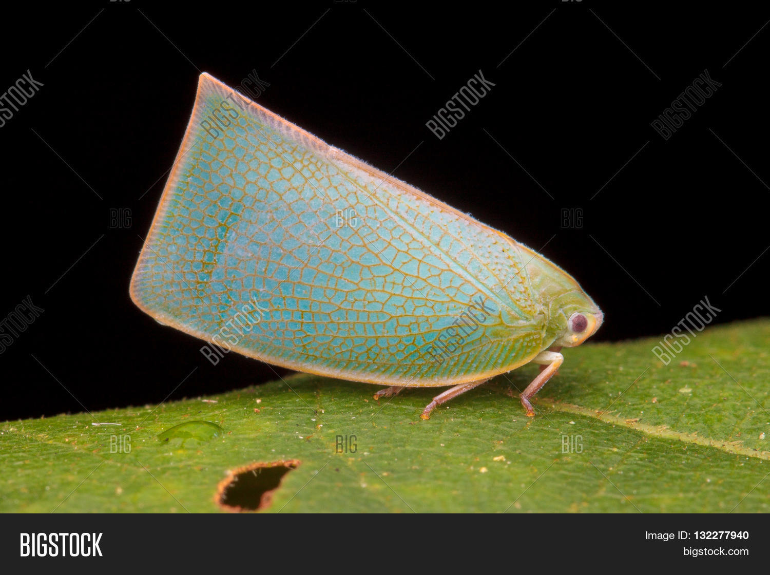 Flatid Planthopper ( Image & Photo (Free Trial) | Bigstock