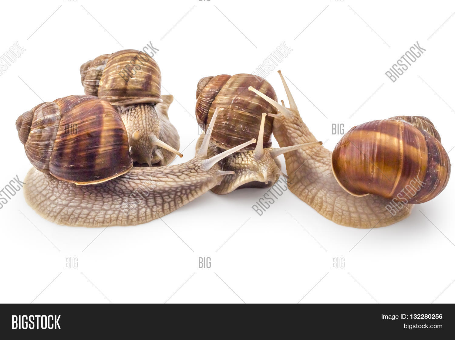 Four Garden Snails ( Image & Photo (Free Trial) | Bigstock