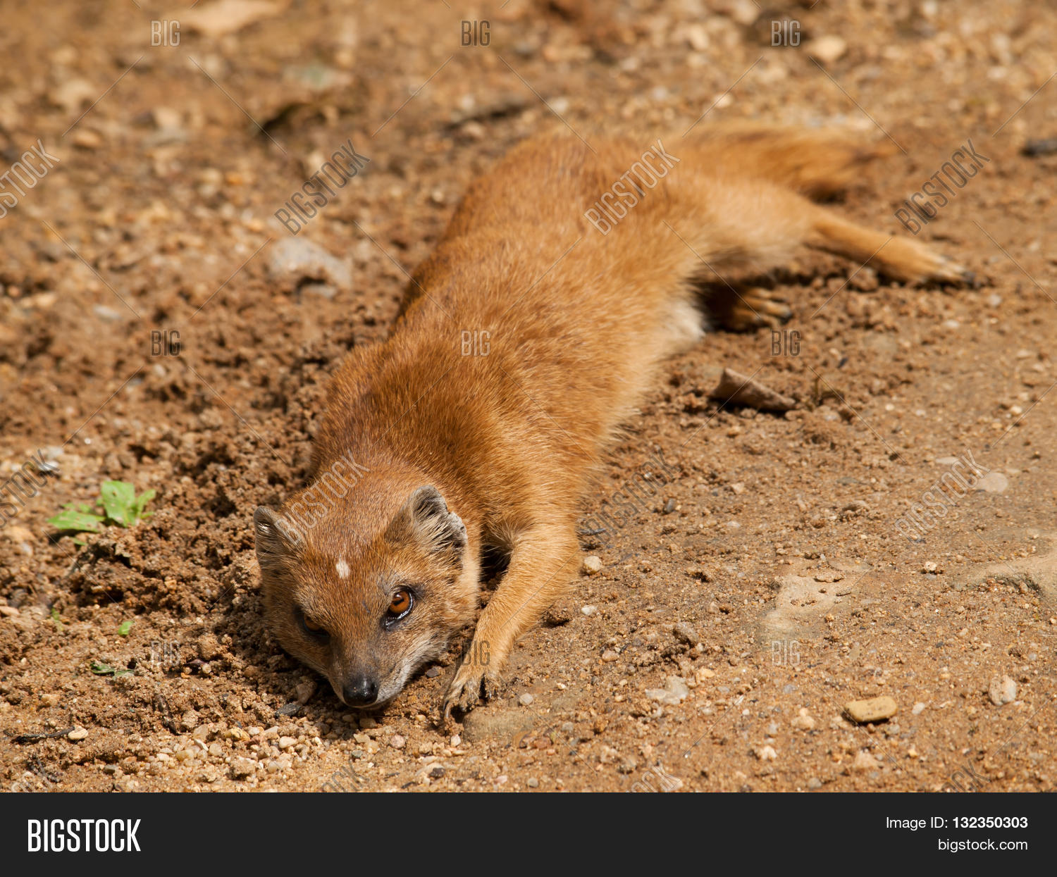 Yellow Mongoose - Image & Photo (Free Trial) | Bigstock