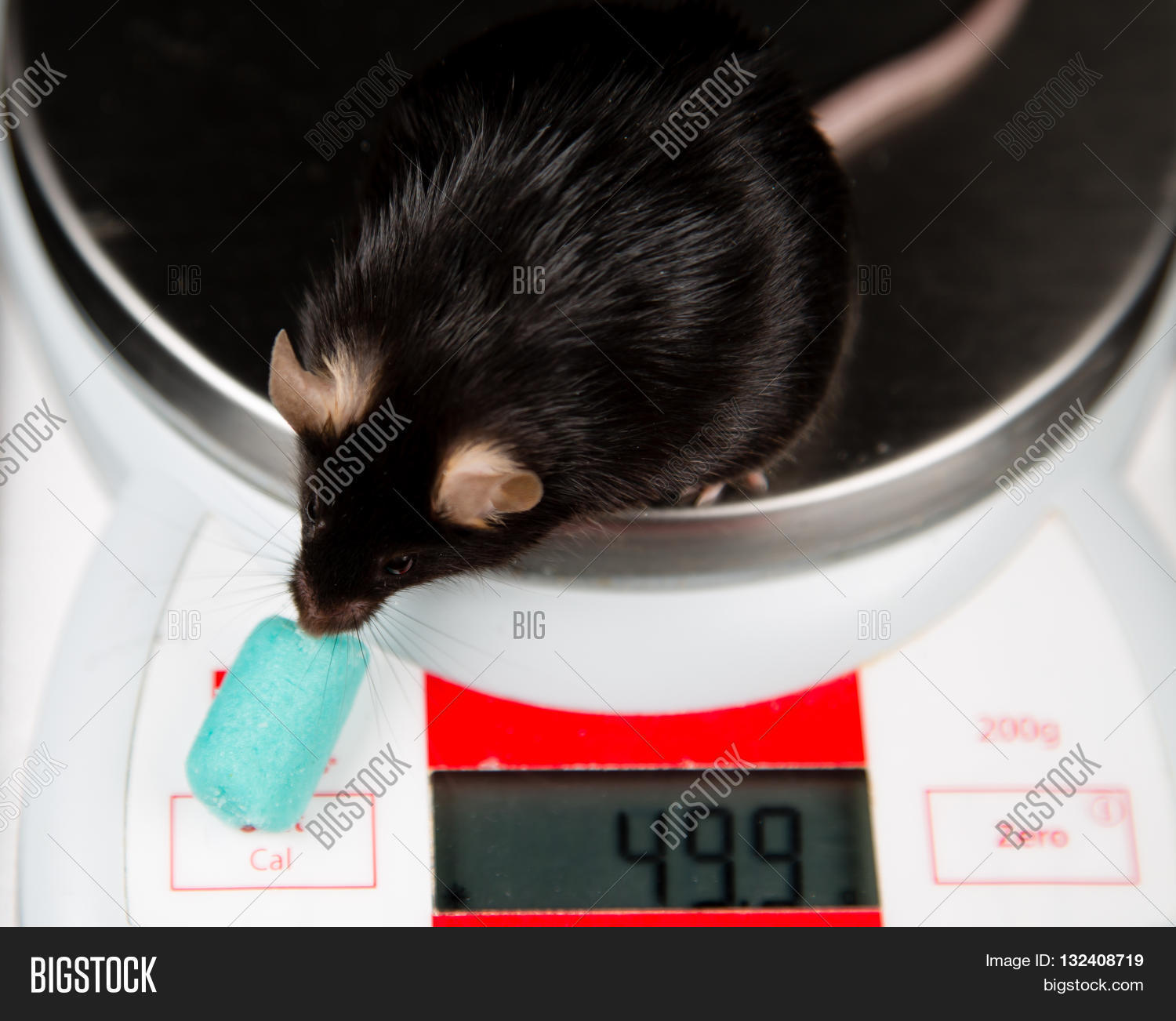 Obese Mouse On Scale Image & Photo (Free Trial) | Bigstock
