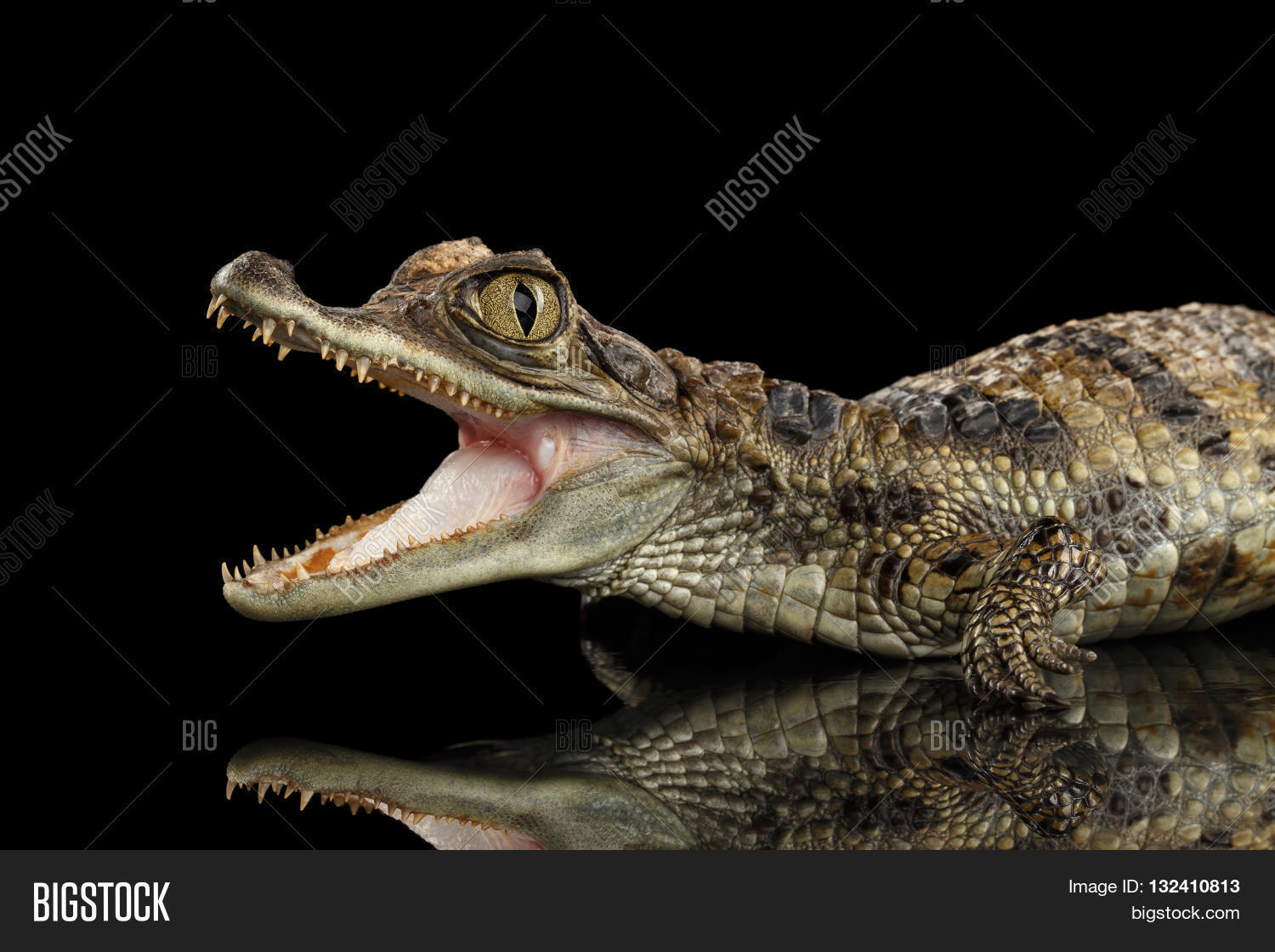 Closeup Young Cayman Image & Photo (Free Trial) | Bigstock