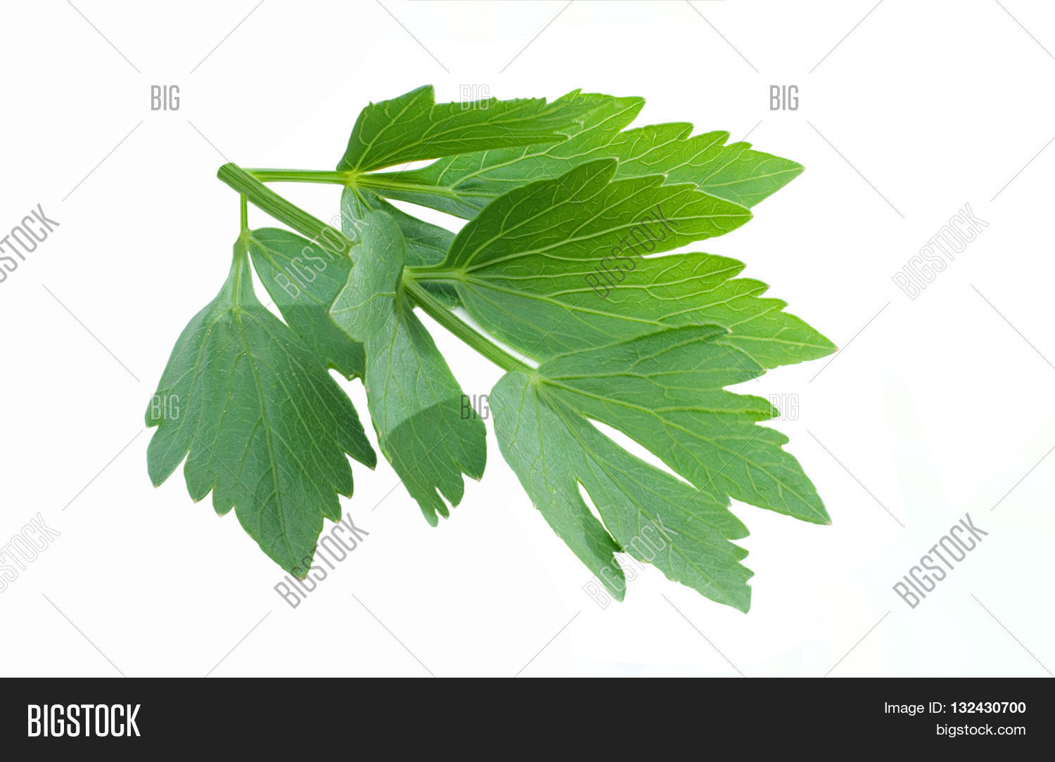 Close- Fresh Lovage Image & Photo (Free Trial) | Bigstock