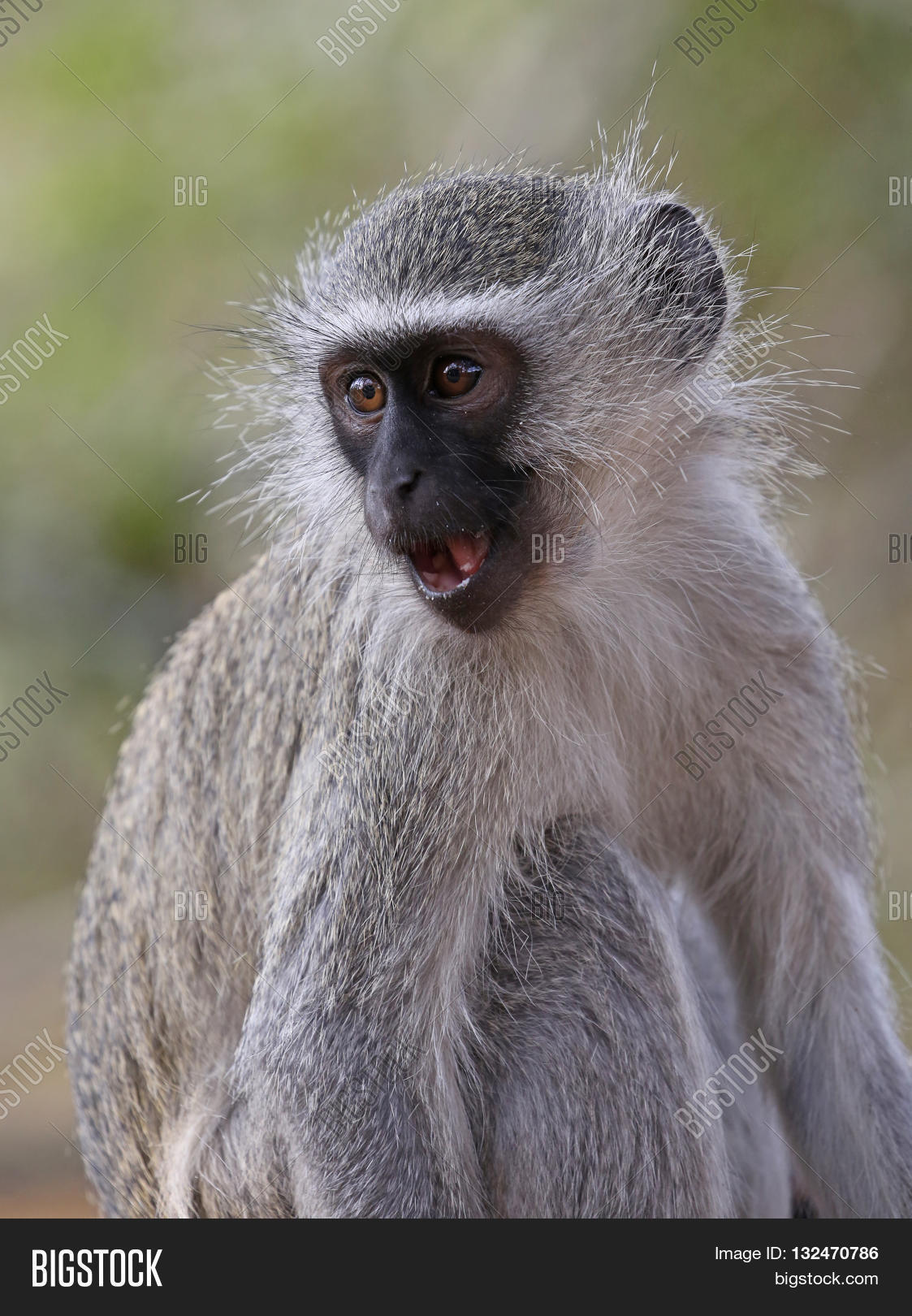 Wild Velvet Monkey Image & Photo (Free Trial) | Bigstock