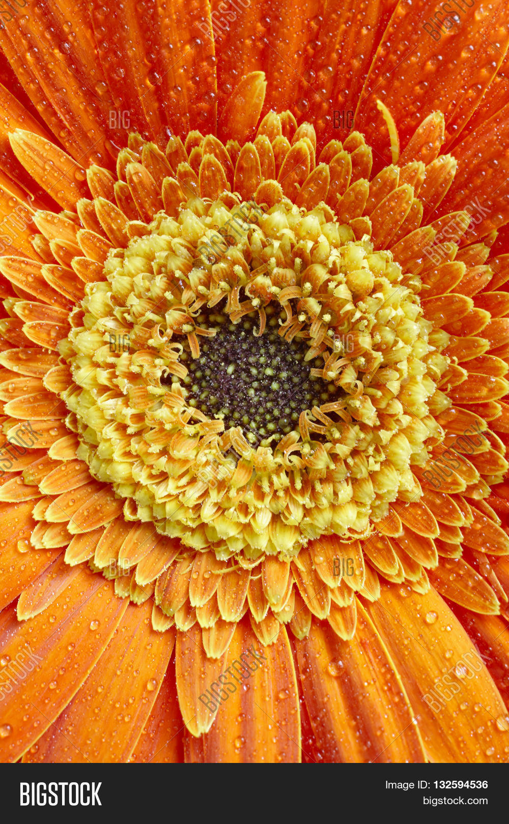 Marigold Flower Petals Image & Photo (Free Trial) | Bigstock