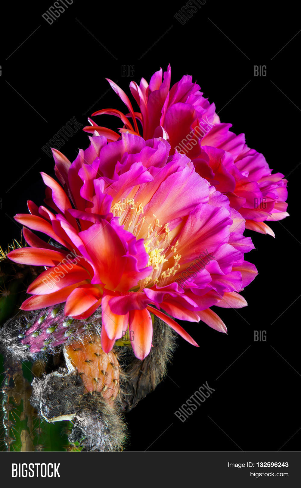 Echinopsis Hybrid Image & Photo (Free Trial) | Bigstock