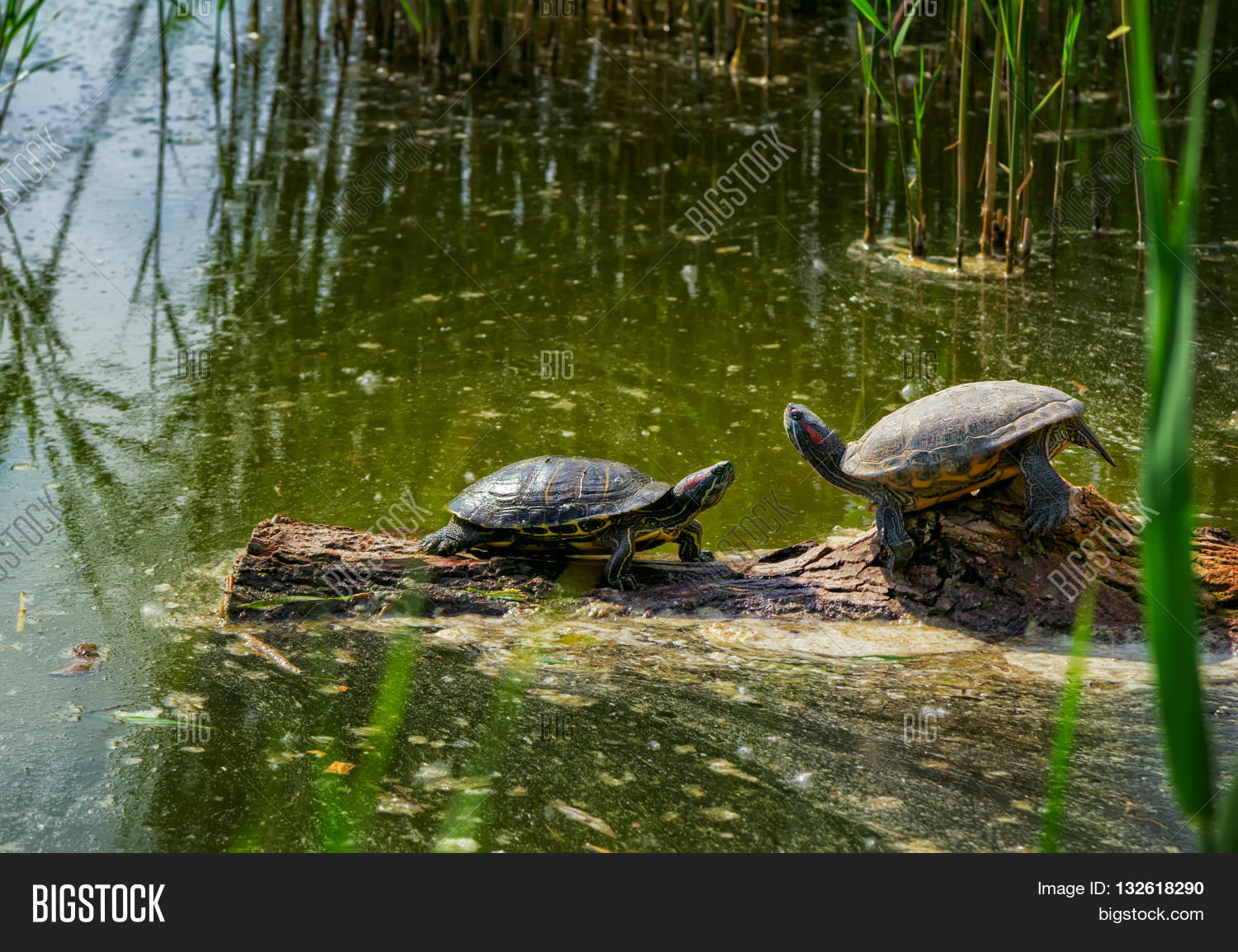 Turtles Sunbathing On Image & Photo (Free Trial) | Bigstock