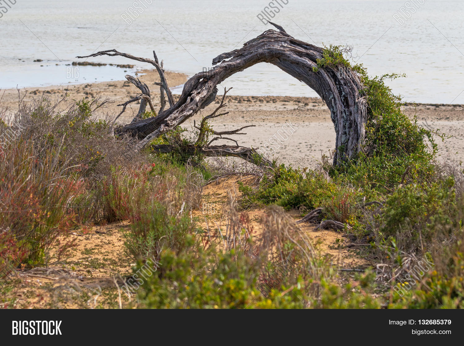 Bent Tree Trunk, Sea Image & Photo (Free Trial) | Bigstock