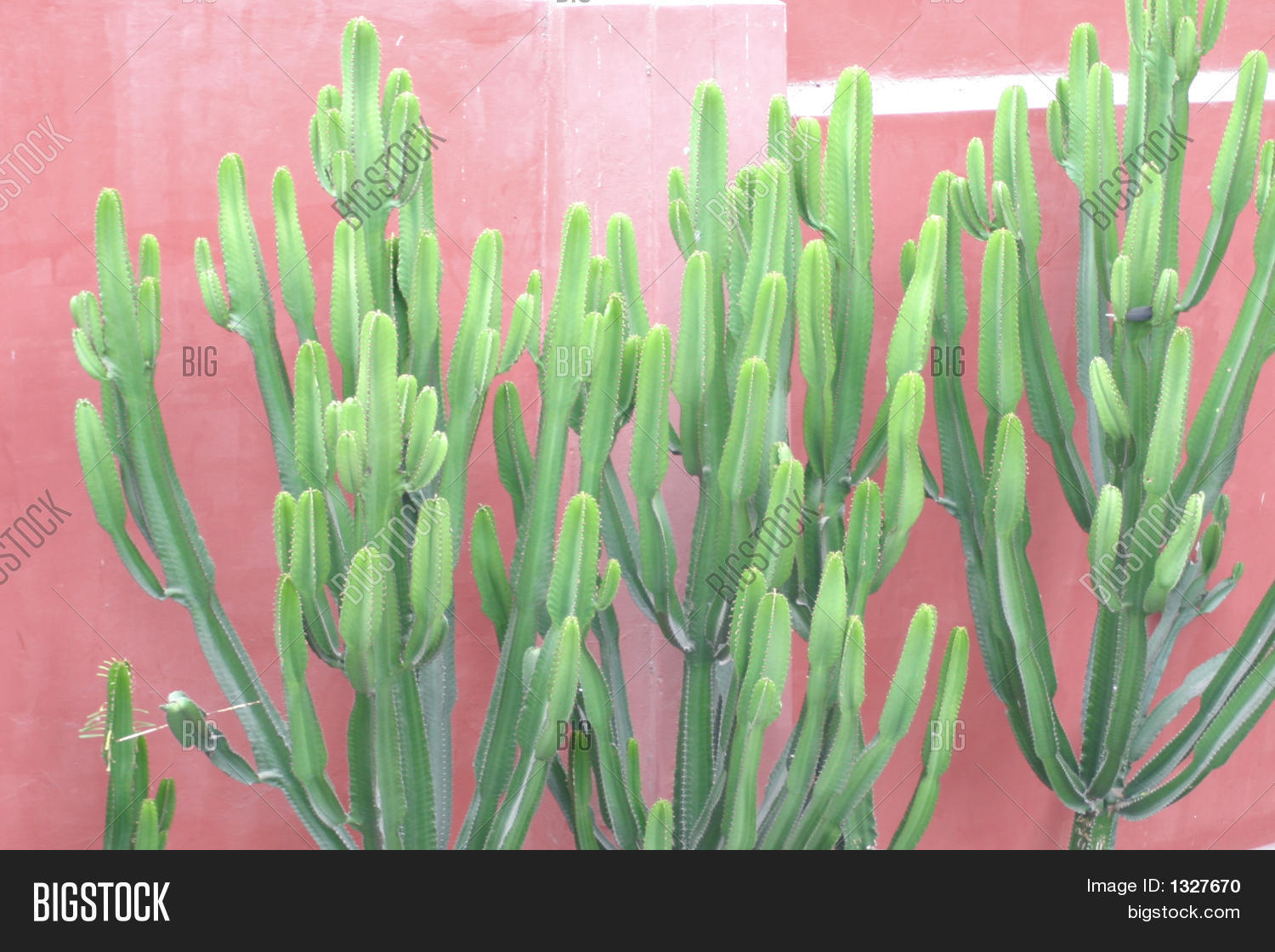 Southwestern Cactus Image & Photo (Free Trial) | Bigstock