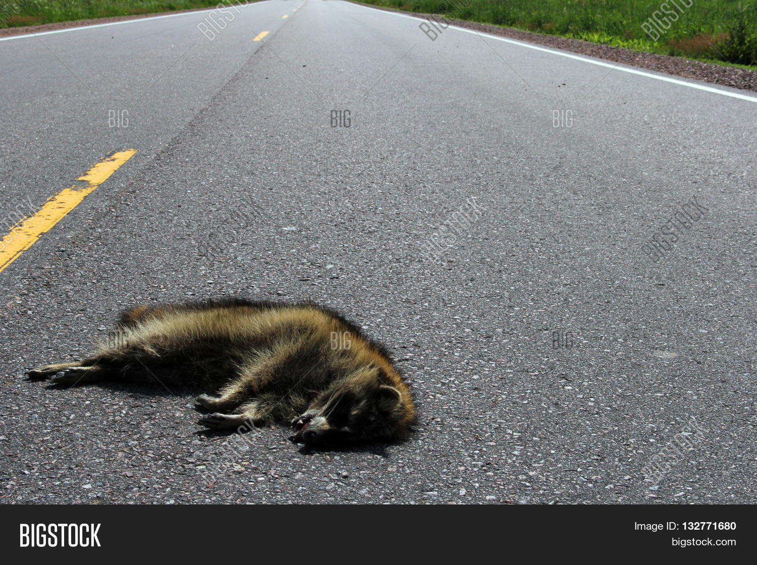 Raccoon Roadkill Image & Photo (Free Trial) | Bigstock