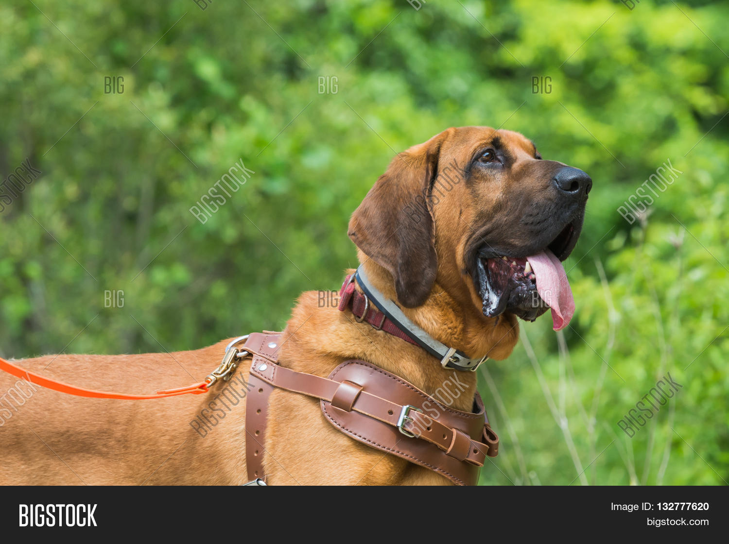 Bloodhound Preparing Image & Photo (Free Trial) | Bigstock