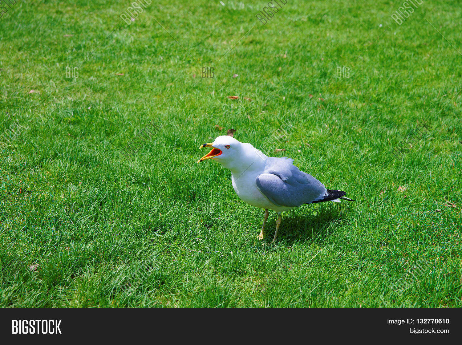 Seagull On Grass Image & Photo (Free Trial) | Bigstock