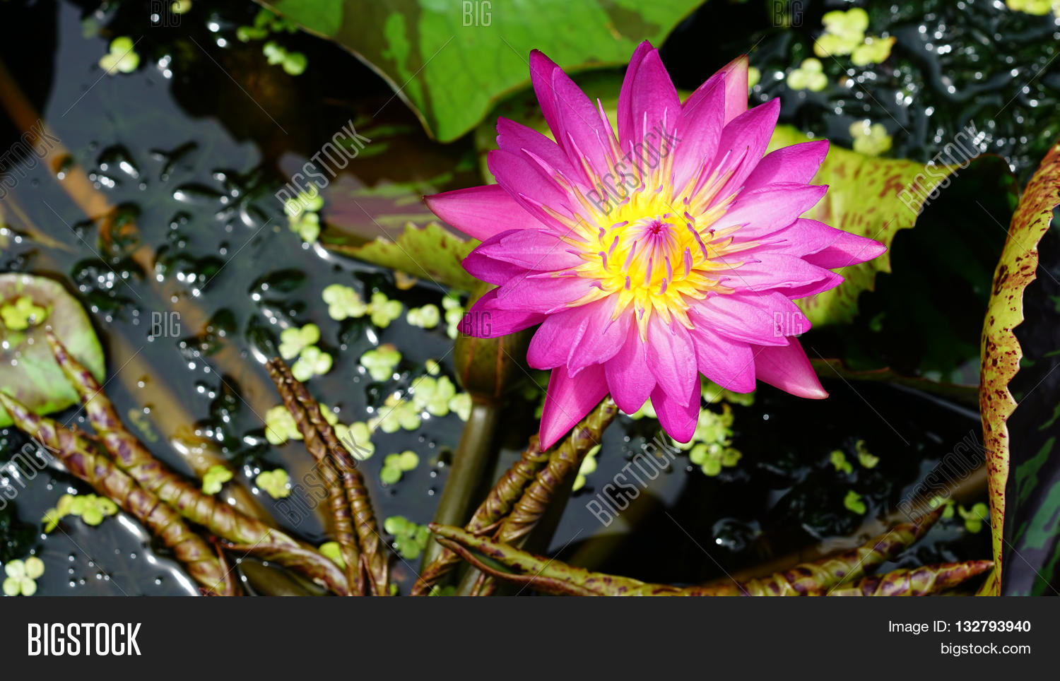 Lotus Flower Top View Image & Photo (Free Trial) | Bigstock