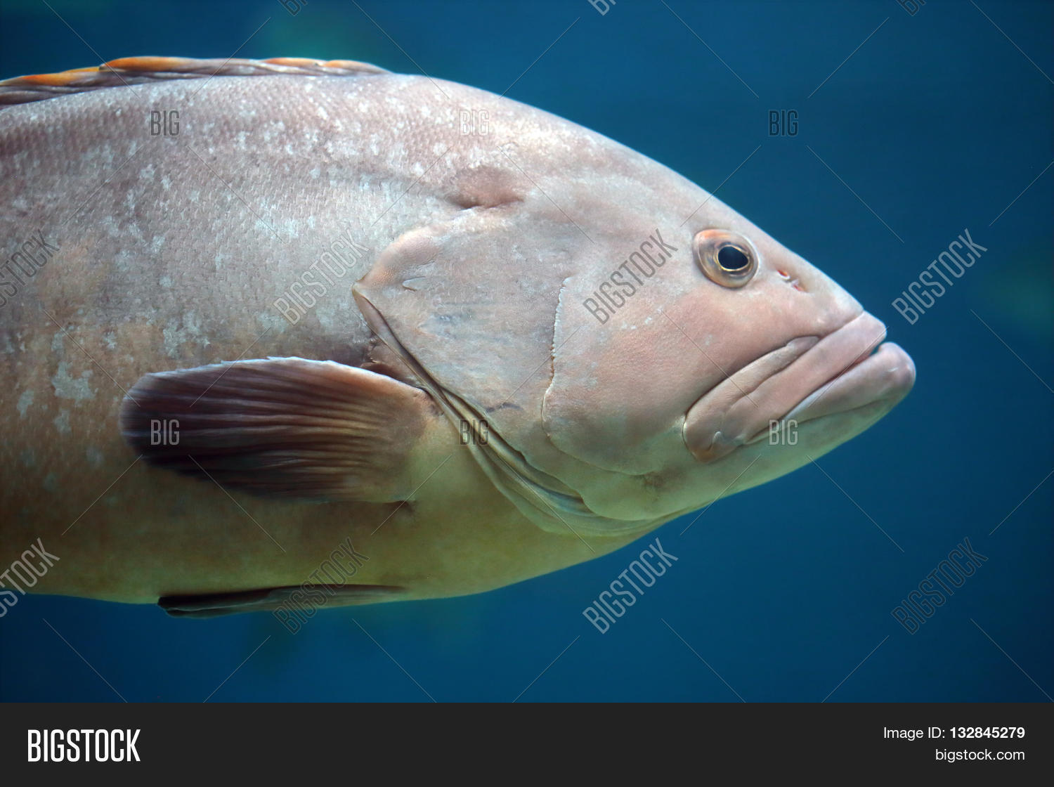 Closeup Grouper Fish Image & Photo (Free Trial) | Bigstock