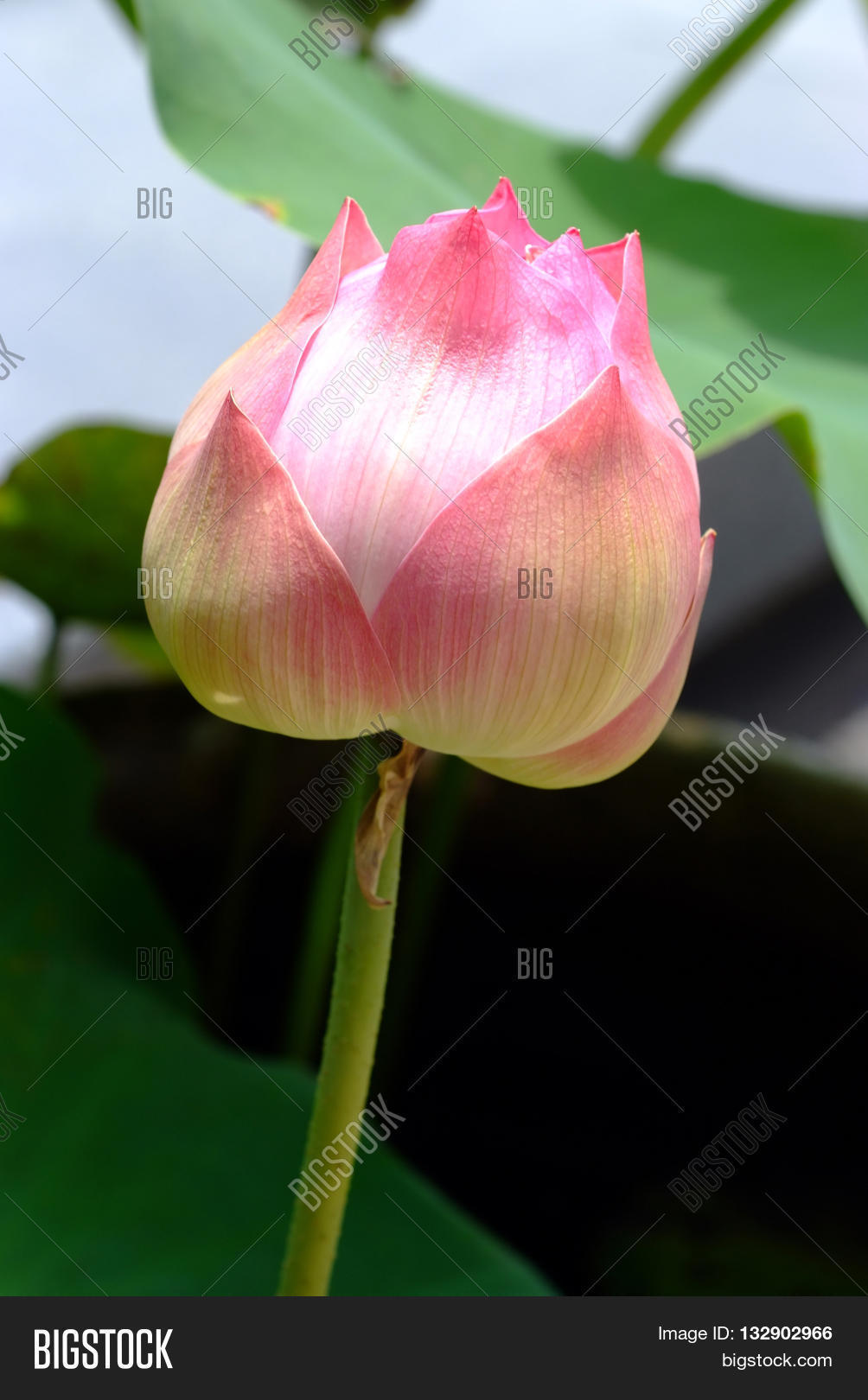 Lotus Flower Rare Image & Photo (Free Trial) | Bigstock