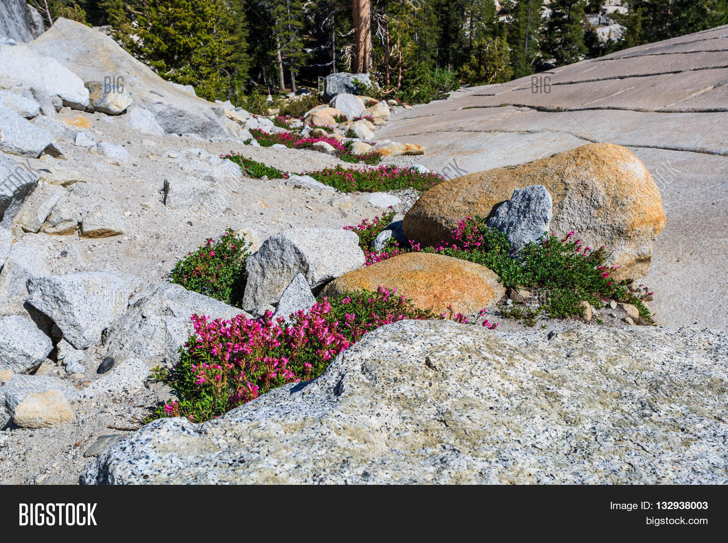Tioga Pass, Yosemite Image & Photo (Free Trial) | Bigstock