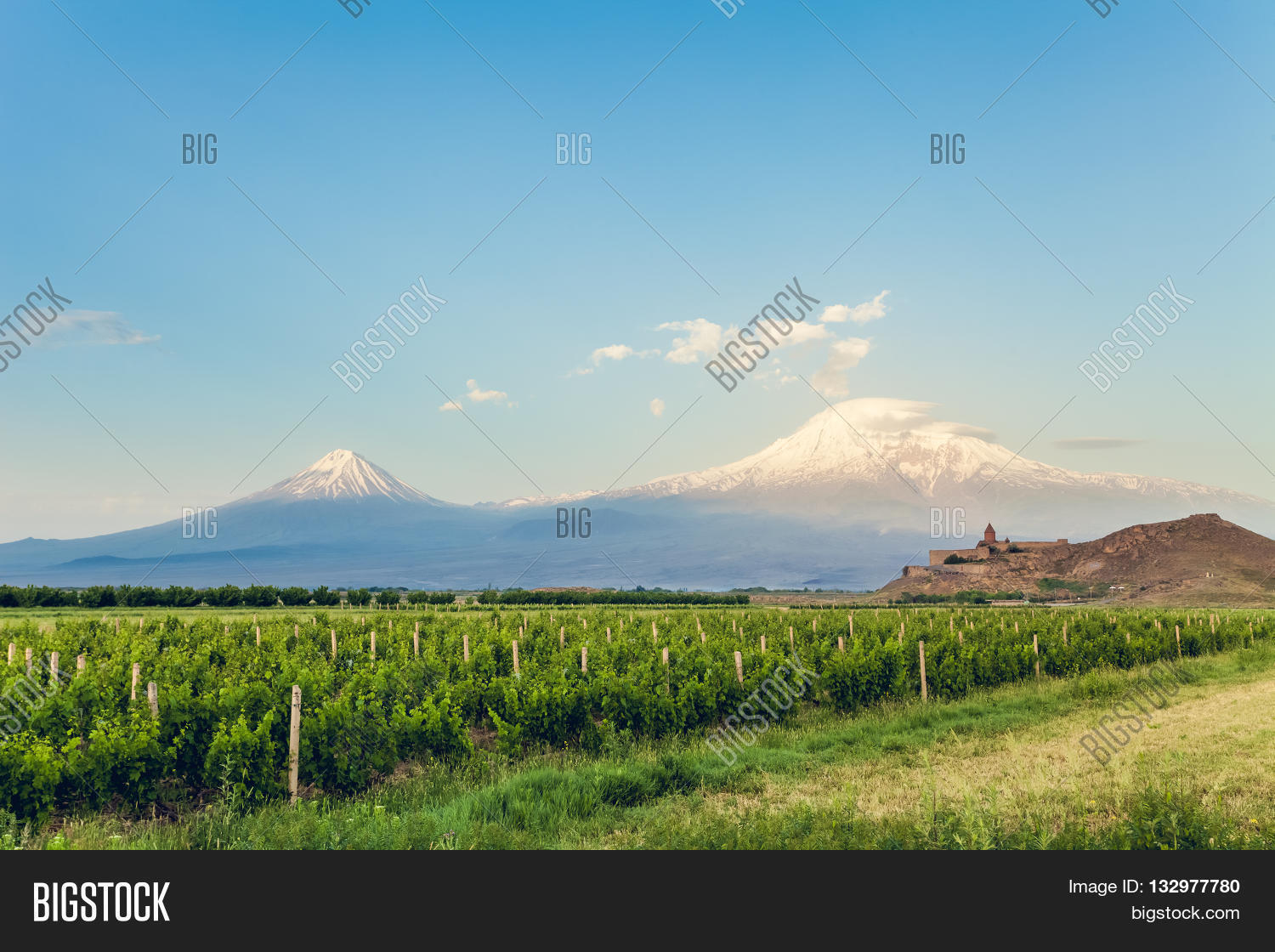 Grape Field Ararat Image & Photo (Free Trial) | Bigstock
