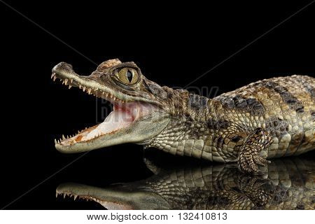 Closeup Young Cayman Image & Photo (Free Trial) | Bigstock