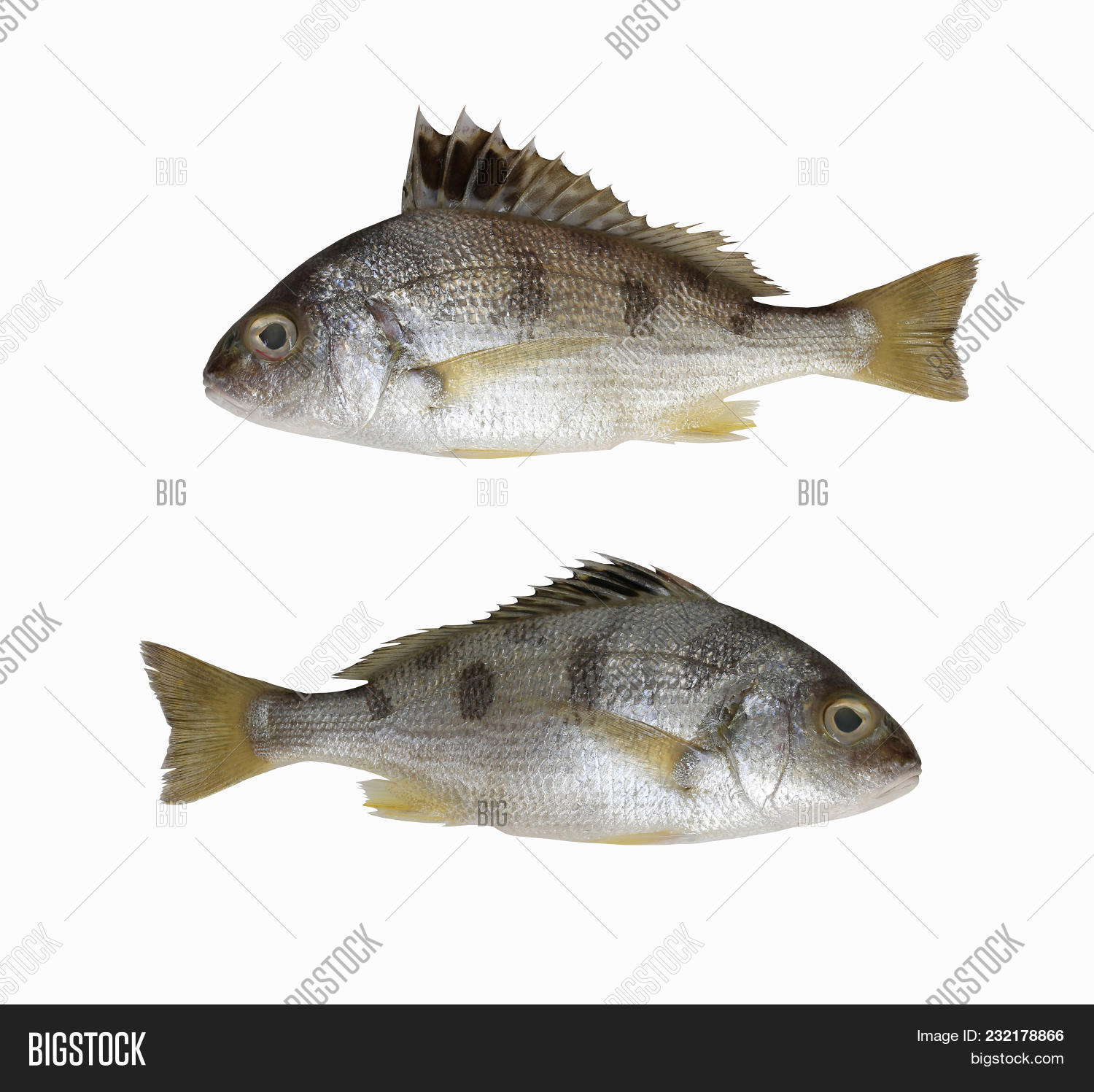 Fresh Lined Silver Image & Photo (Free Trial) | Bigstock