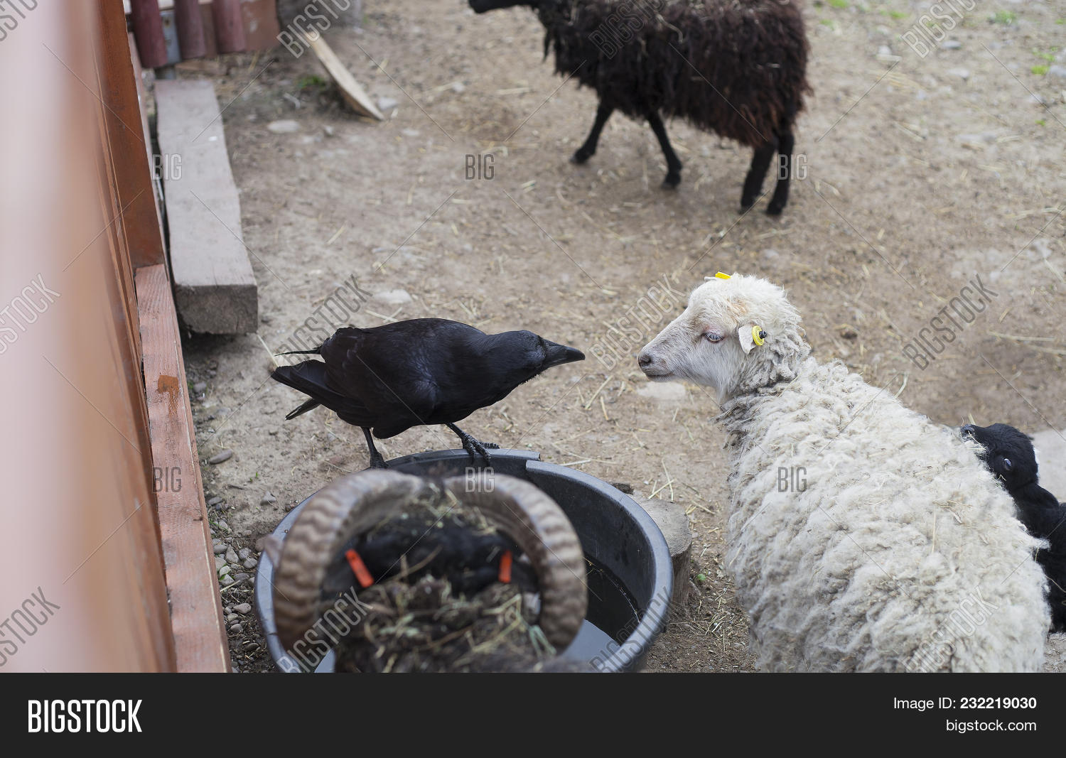 Black Crow Sheep Gaze Image & Photo (Free Trial) | Bigstock
