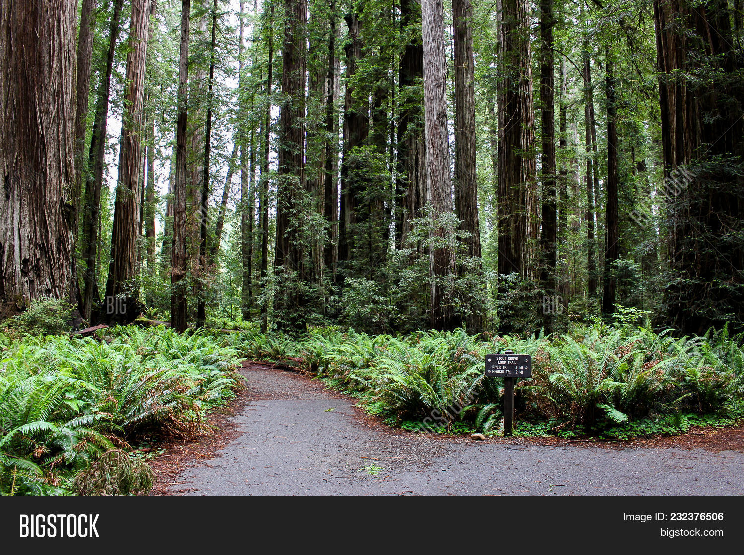 Stout Grove Loop Trail Image & Photo (Free Trial) | Bigstock