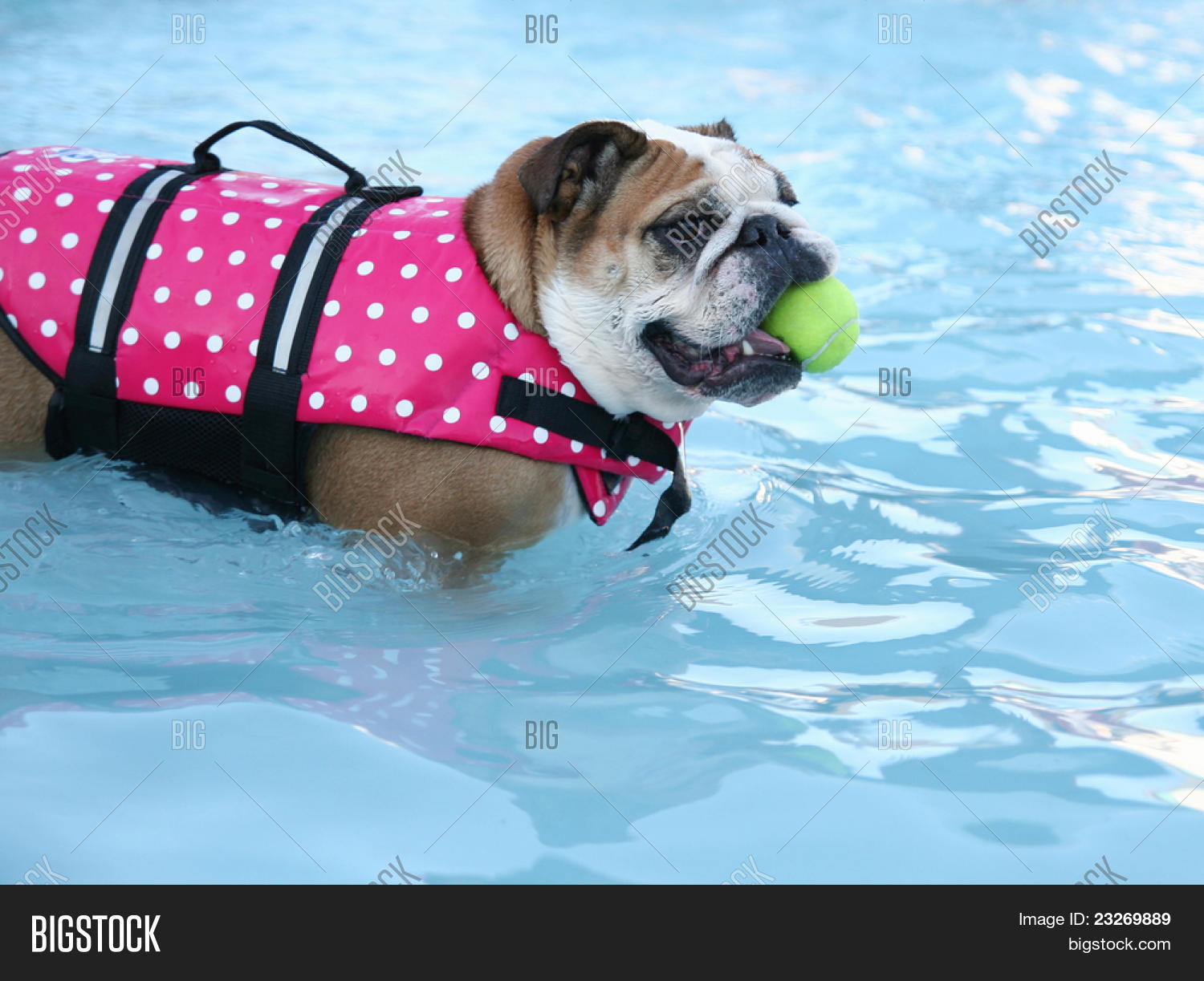 Cute Dog Swimming Pool Image & Photo (Free Trial) | Bigstock