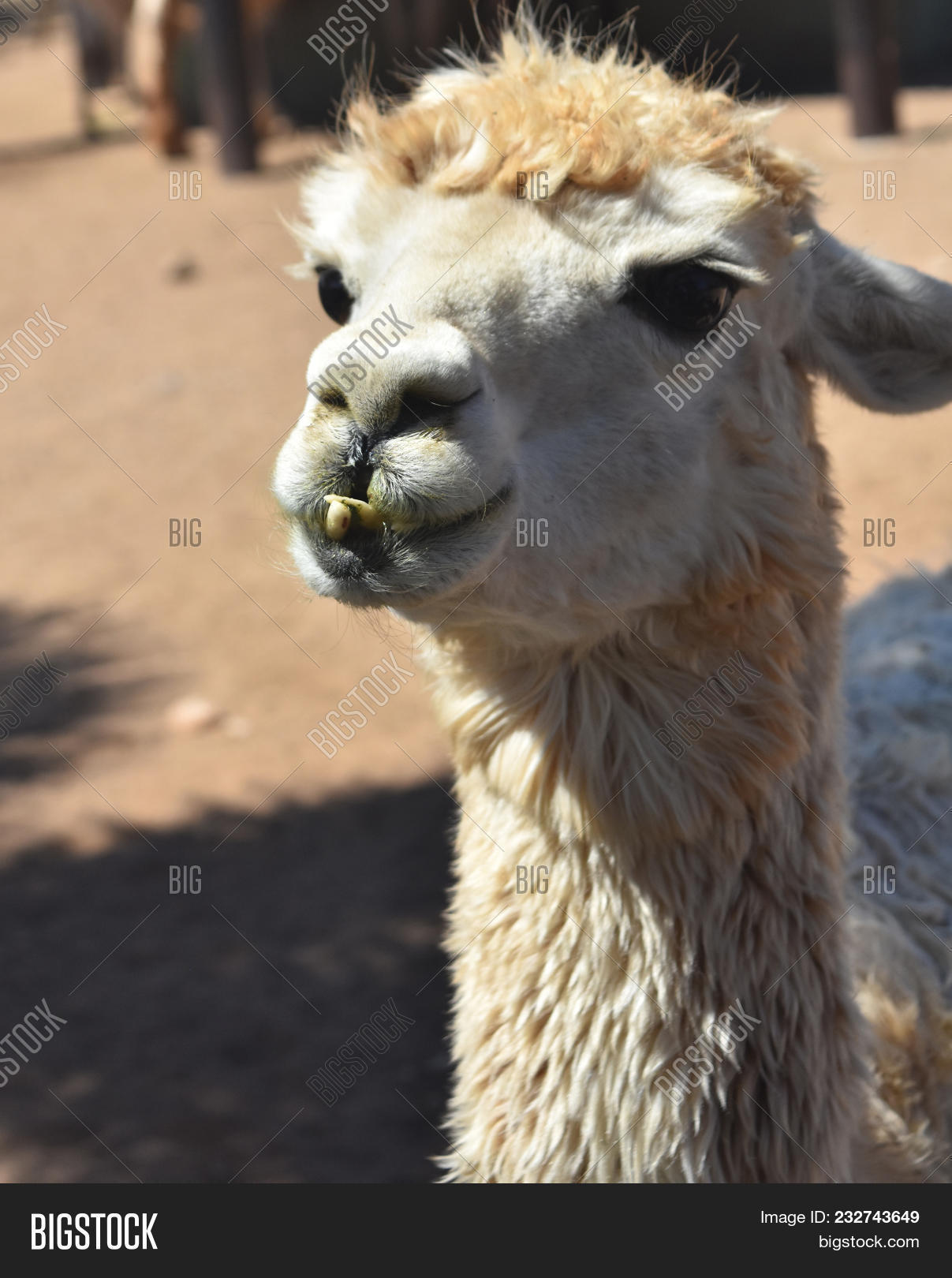 Alpaca Teeth