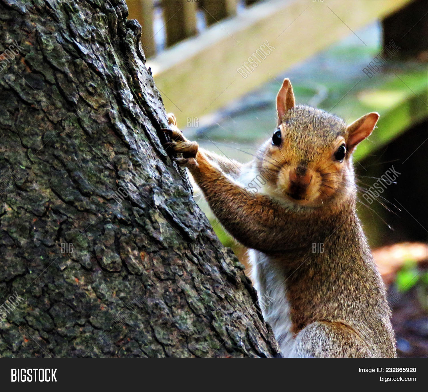 Gray Squirrel Climbing Image & Photo (Free Trial) | Bigstock