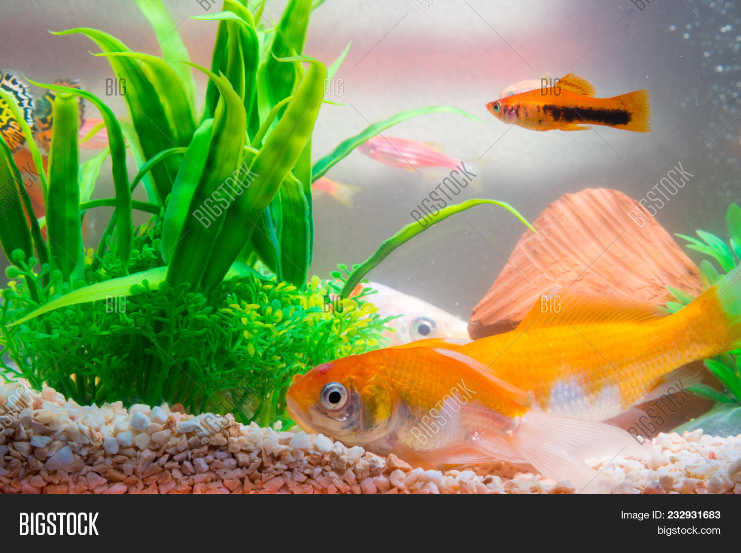 Little Fish Fish Tank Image & Photo (Free Trial) | Bigstock