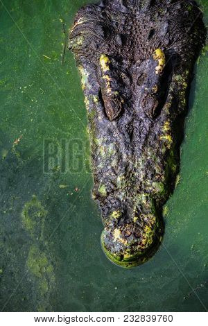 Large Scary Crocodile Image & Photo (Free Trial) | Bigstock
