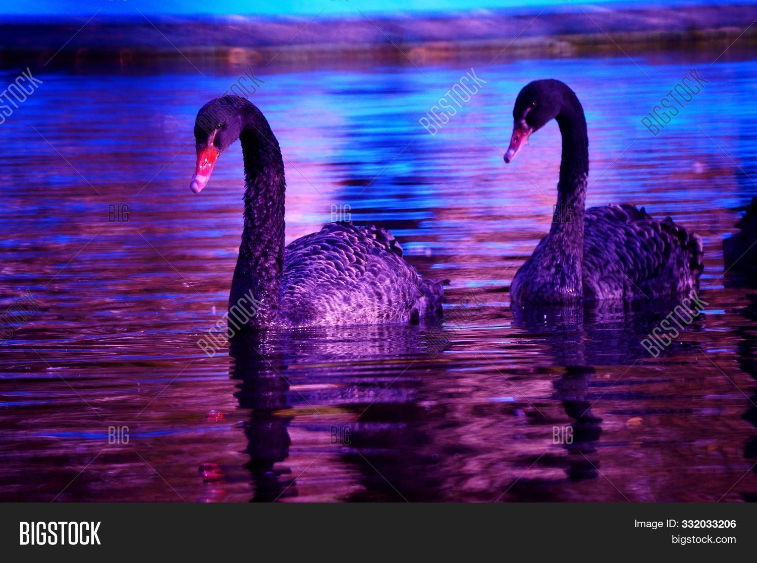 Photos Beautiful Swans Image & Photo (Free Trial) | Bigstock