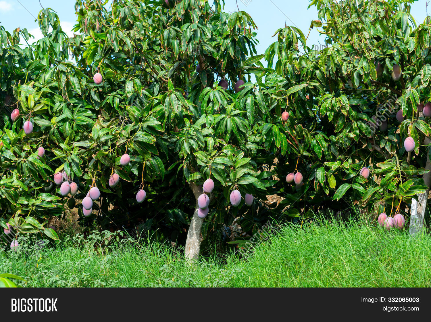 Imagen y foto Cultivation Exotic (prueba gratis) | Bigstock