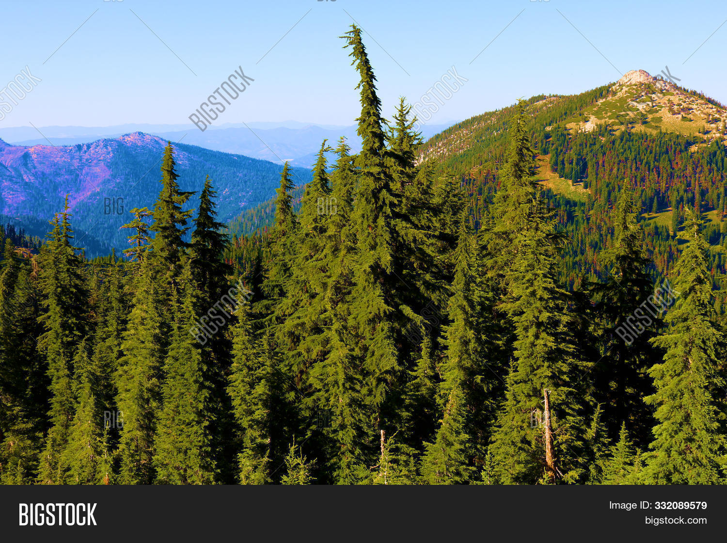 Lush Alpine Pine Image & Photo (Free Trial) | Bigstock