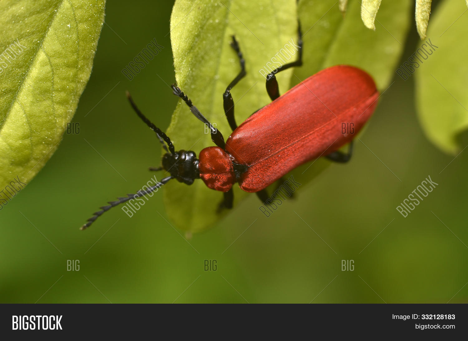 Black-headed Cardinal Image & Photo (Free Trial) | Bigstock