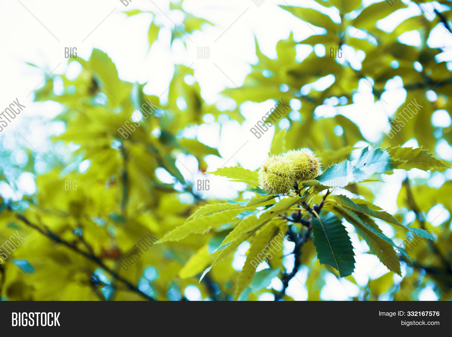 Branch Chestnuts On Image & Photo (Free Trial) | Bigstock