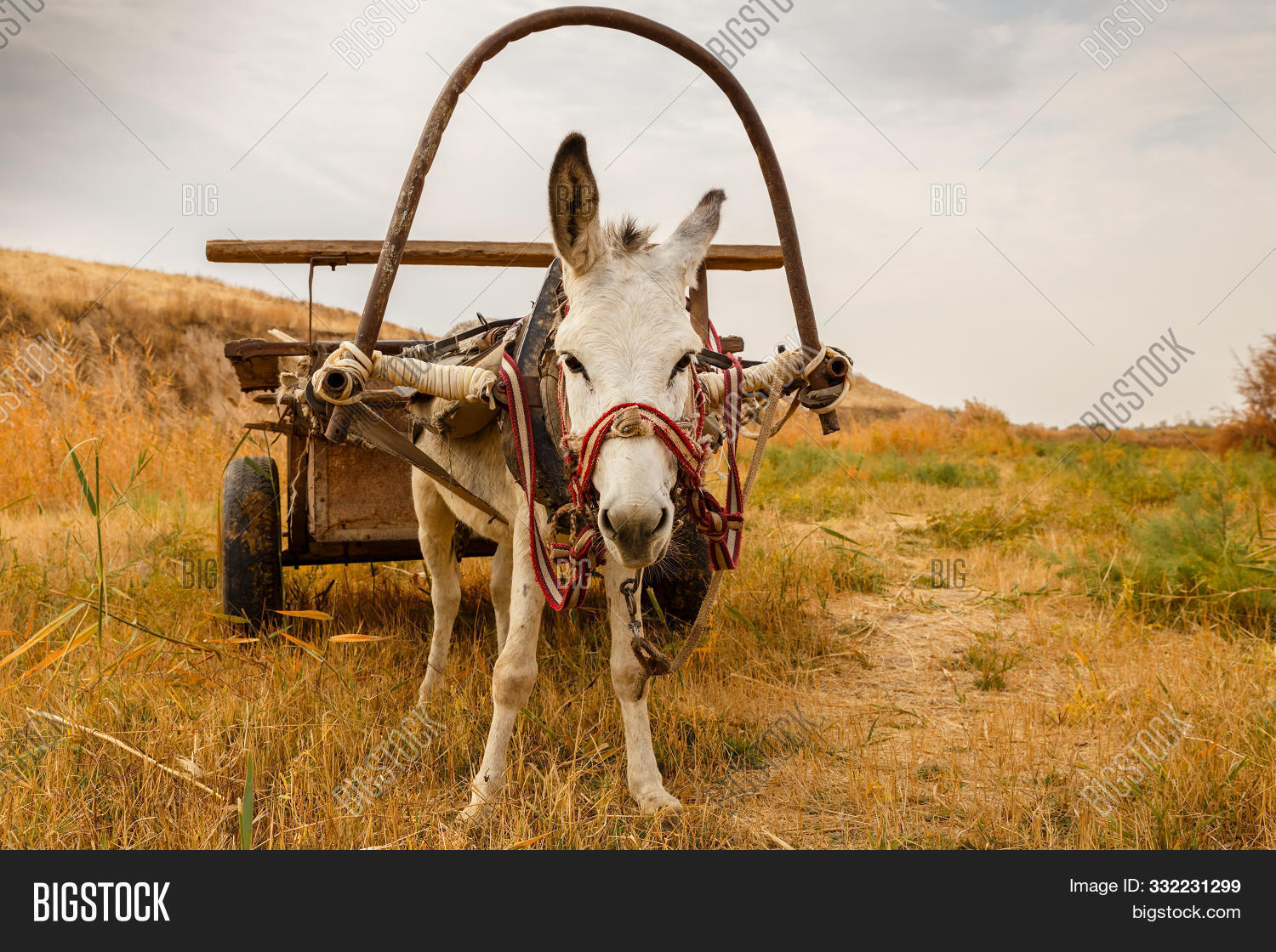 White Donkey Cart Image & Photo (Free Trial) | Bigstock