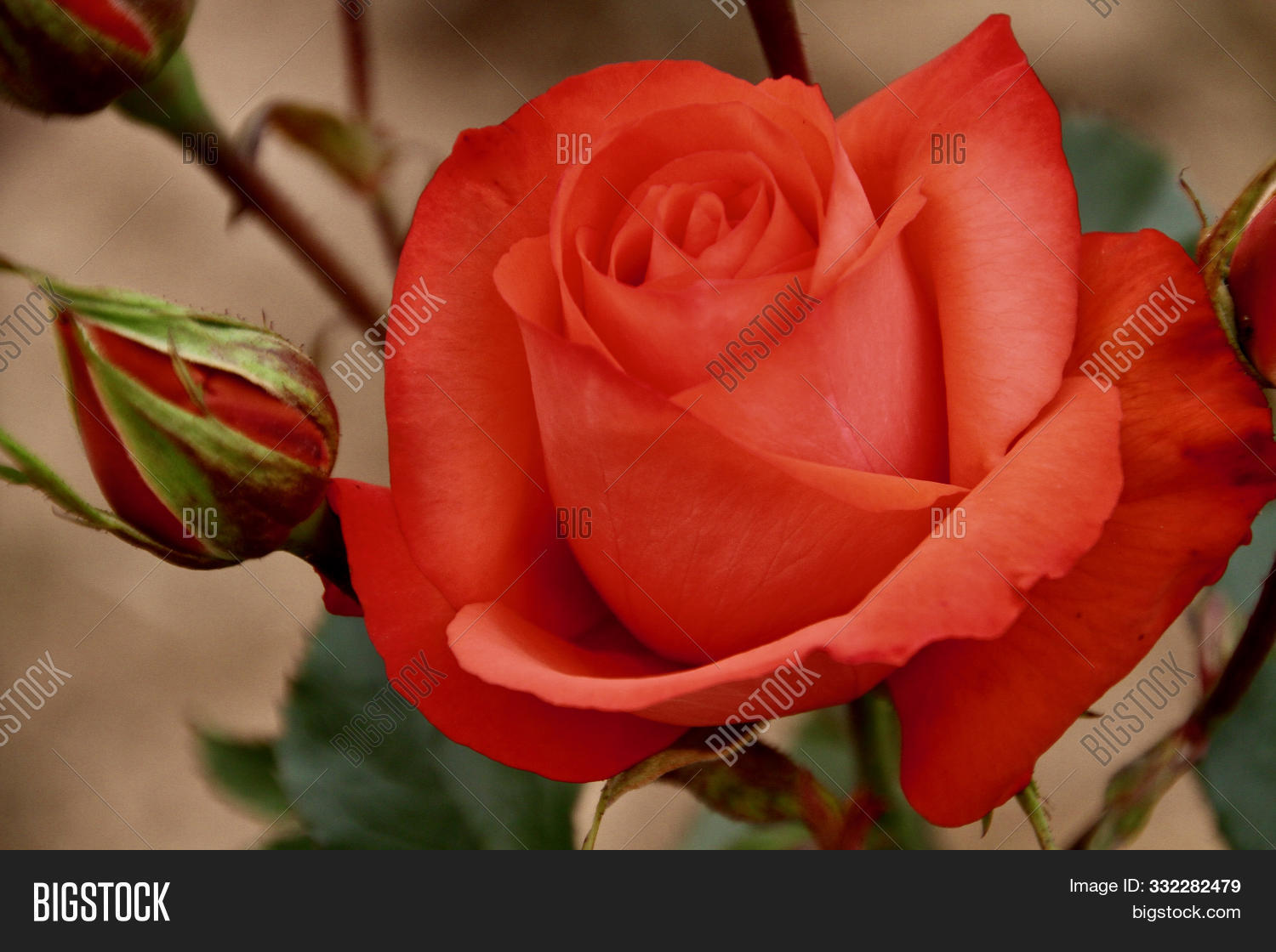 Natural Bright Roses Image & Photo (Free Trial) | Bigstock