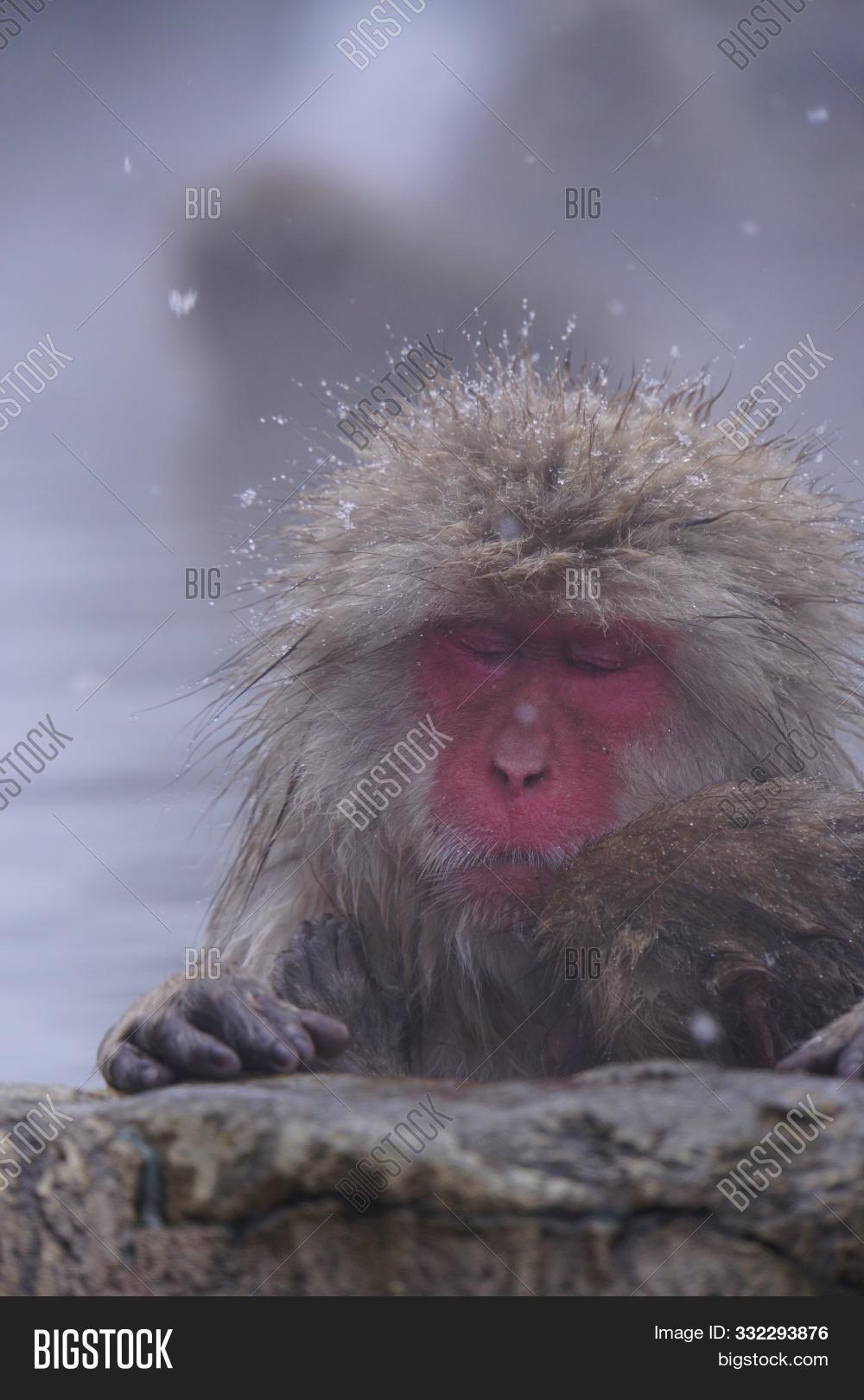 Snow Monkey Mother Image & Photo (Free Trial) | Bigstock