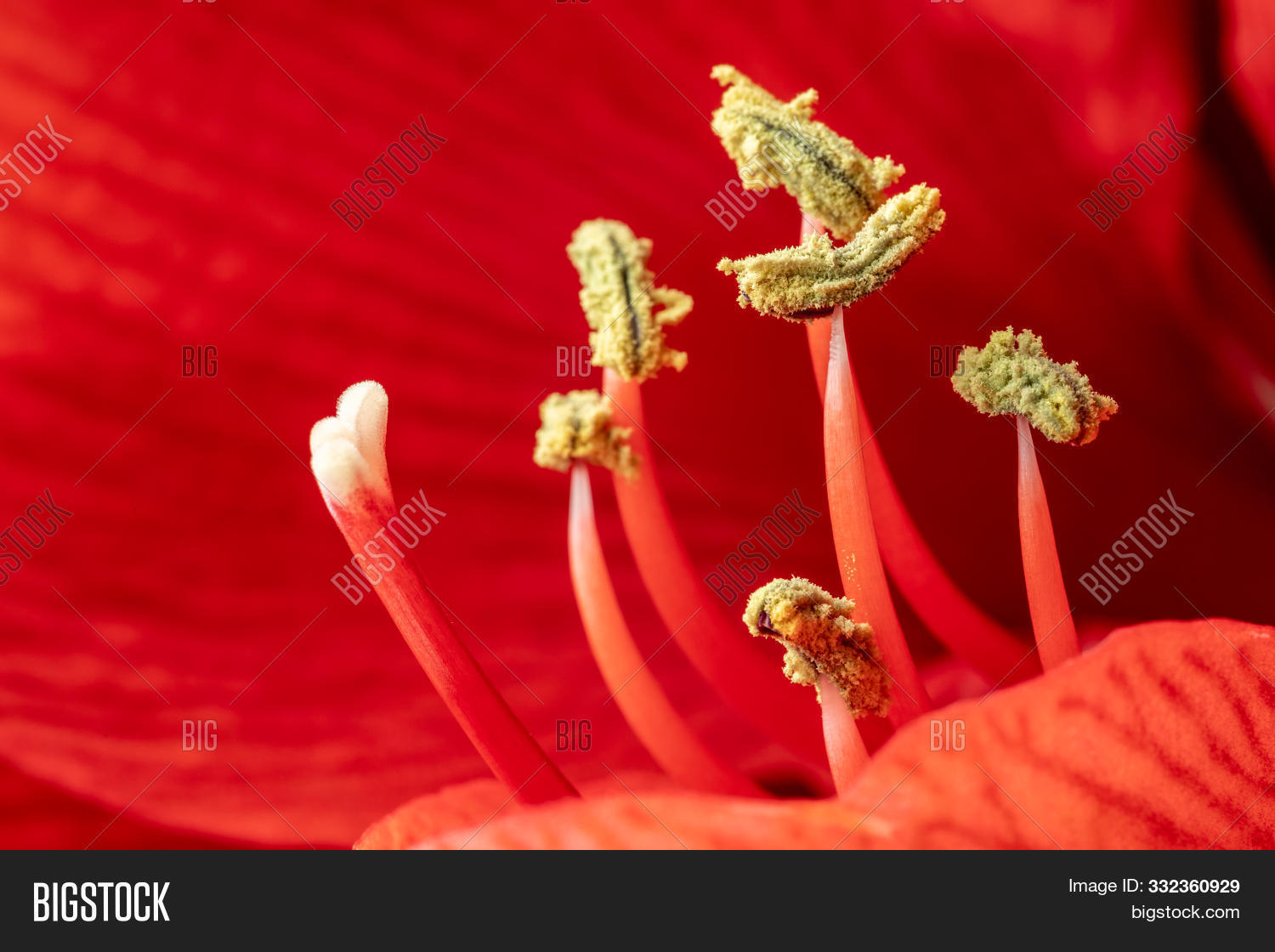 Beautiful Red Flower Image & Photo (Free Trial) | Bigstock