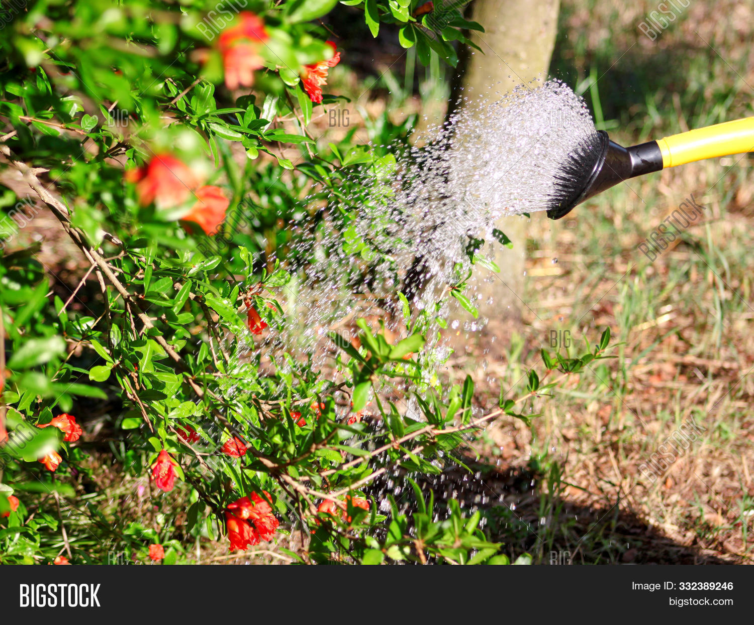 Watering Flowers Image & Photo (Free Trial) | Bigstock